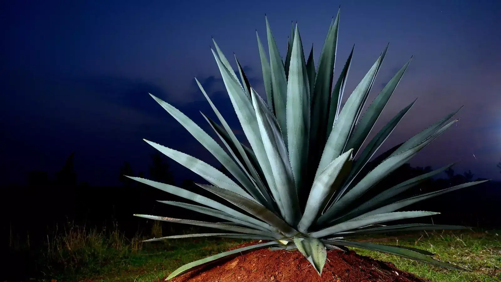 Raising the bar: Why Indian agave spirits are calling the shots - The ...