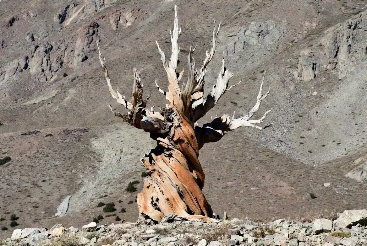 The ‘World’s Oldest Tree’ is 5,000 years old, and its location is a top ...