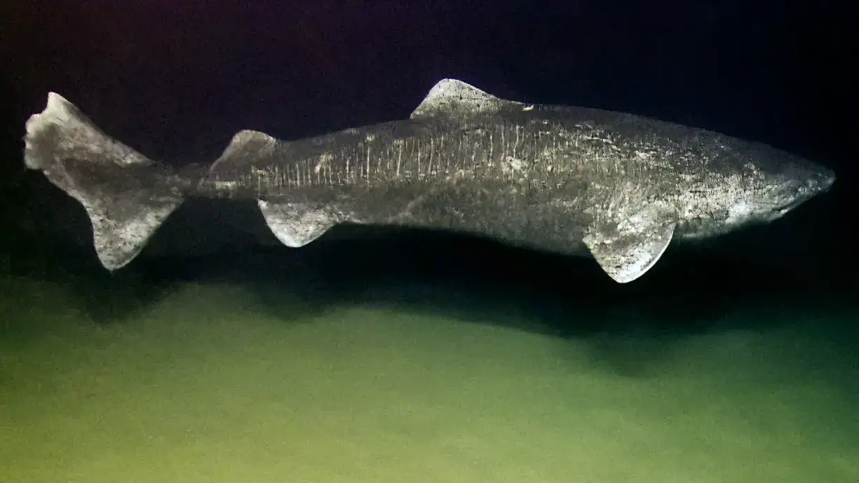 The 400-year-old shark: How the Greenland Shark lives for centuries in ...
