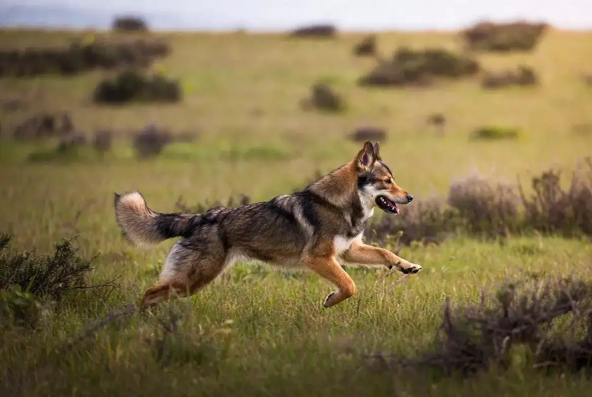 Why Measuring Animal Joy Could Change How We Treat Pets, Zoos, and ...