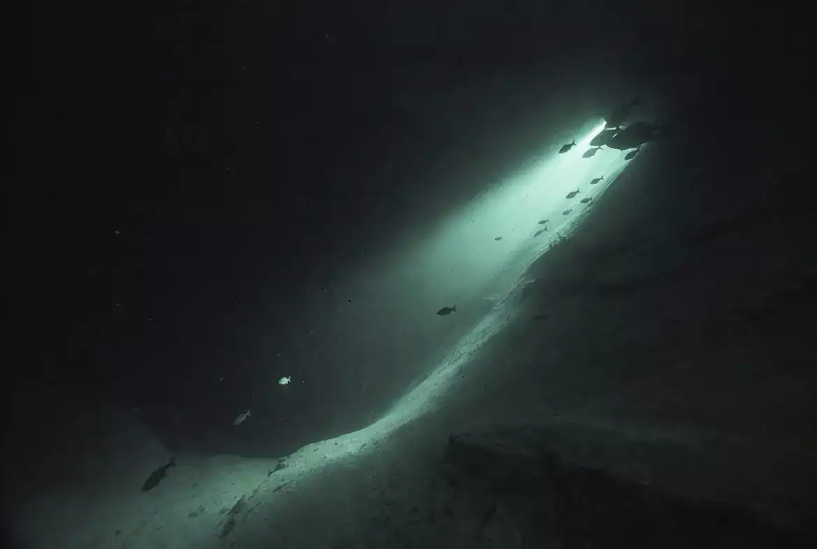 Pseudoliparis Swirei: How the Deepest Fish Ever Recorded Survives ...