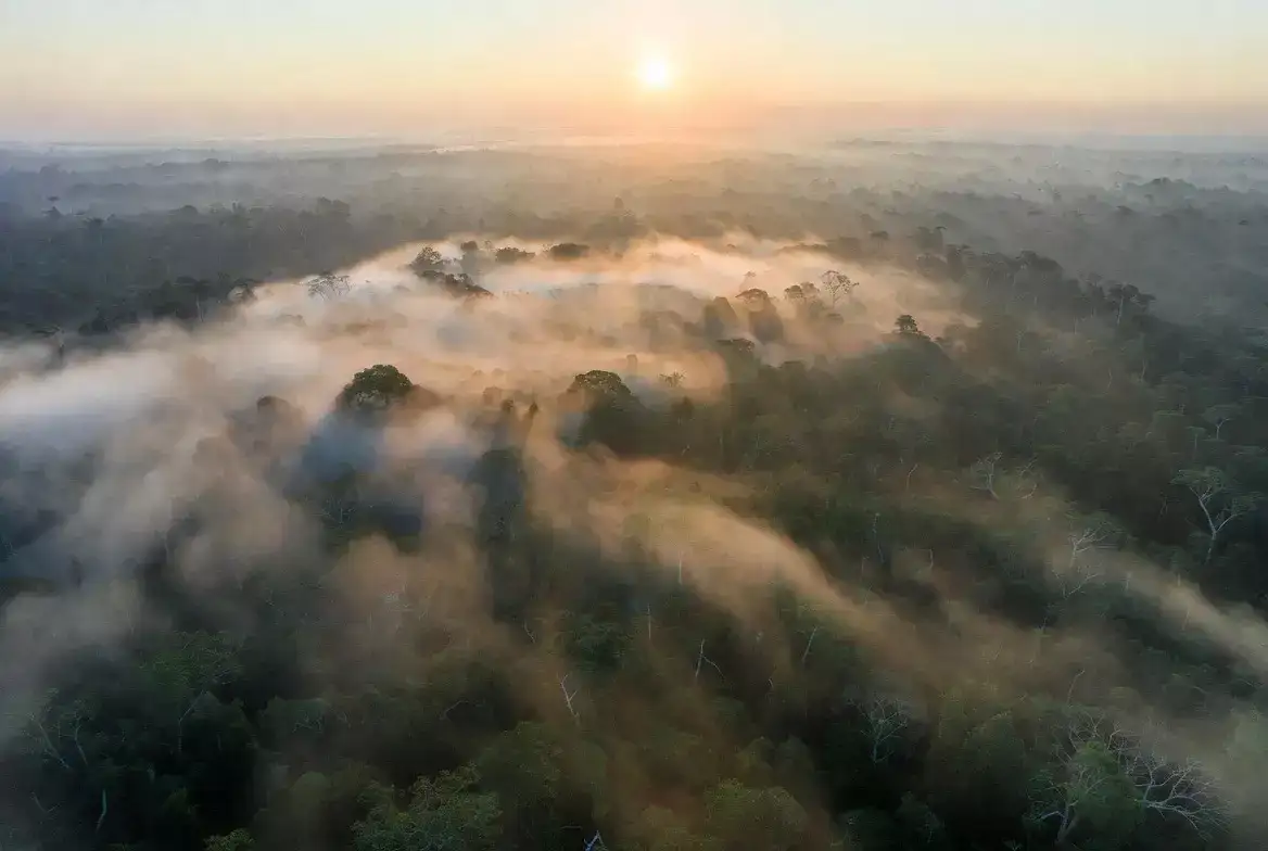 The Amazon Makes Its Own Rain: How the Rainforest Recycles Moisture to ...
