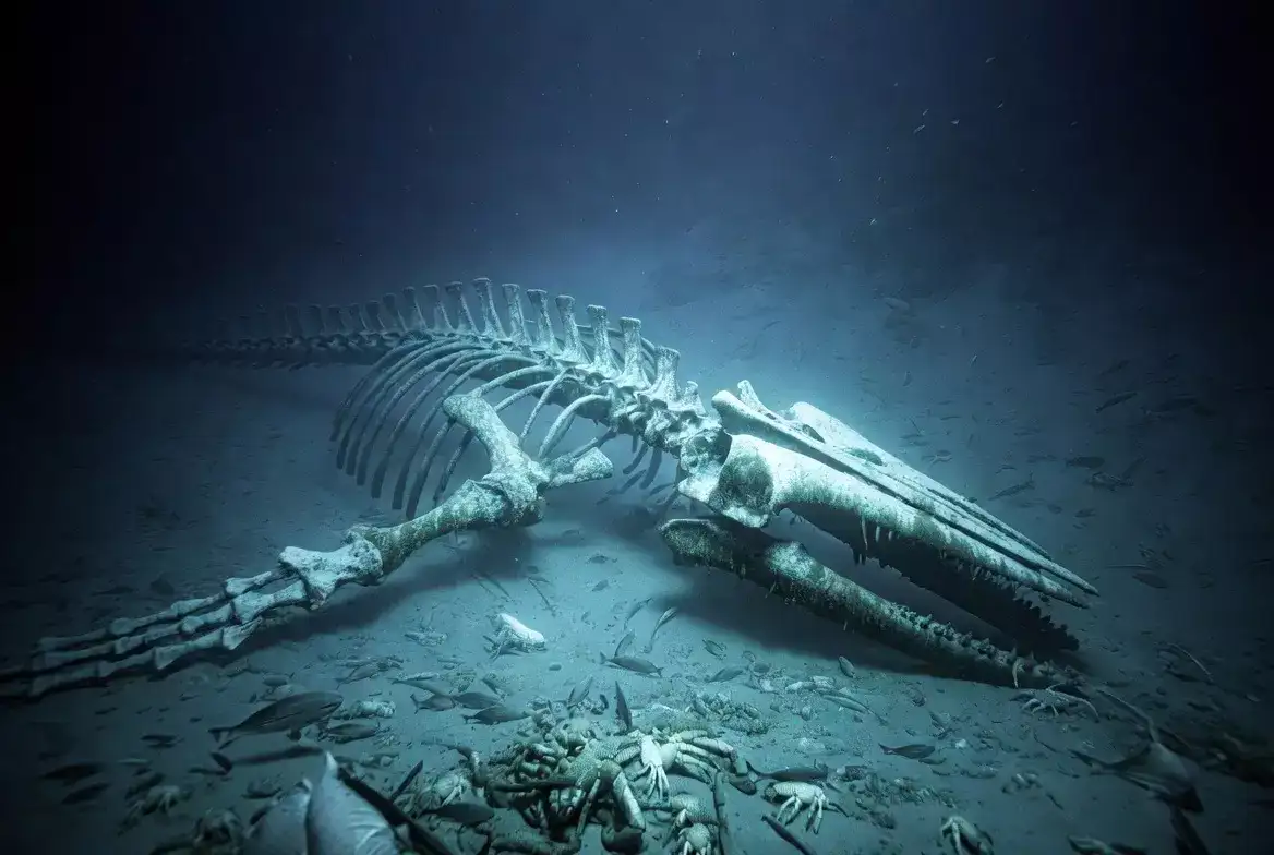 When a Blue Whale Falls, an Entire Ecosystem Rises: How One Death Feeds ...