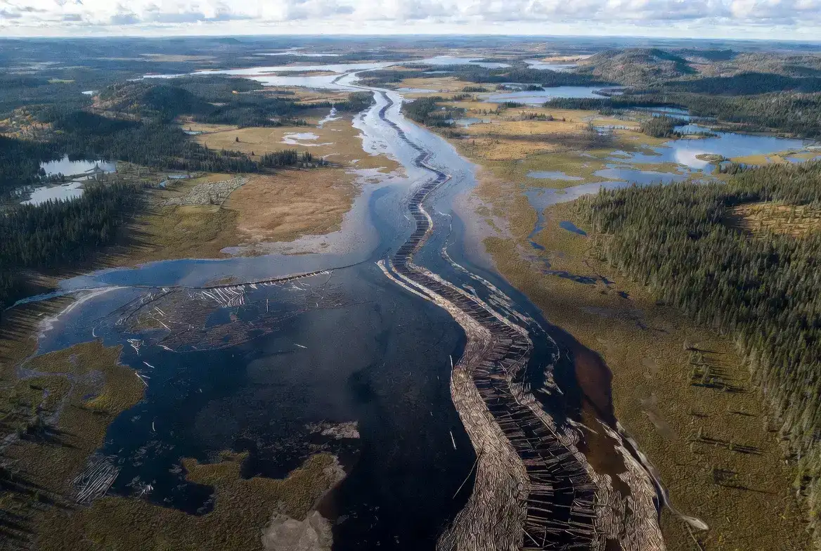 Visible From Space: The Massive Beaver Dam That’s Quietly Reshaping an ...