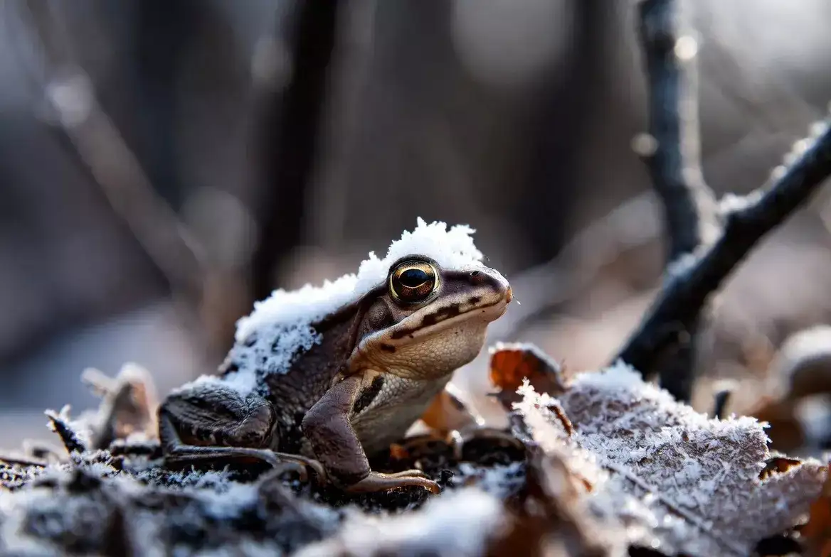 Why Do Some Frogs Survive Being Frozen Solid? - The Economic Times