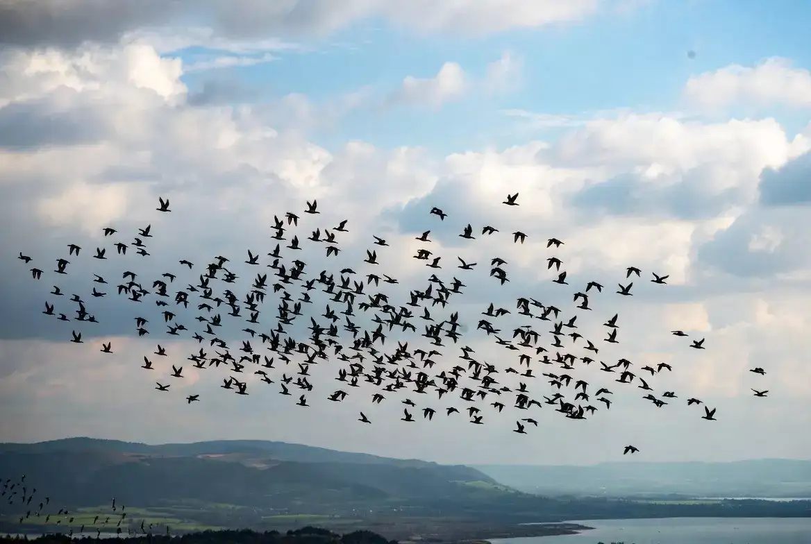 The Math of a Murmuration: Why 10,000 Birds Never Crash Into Each Other ...