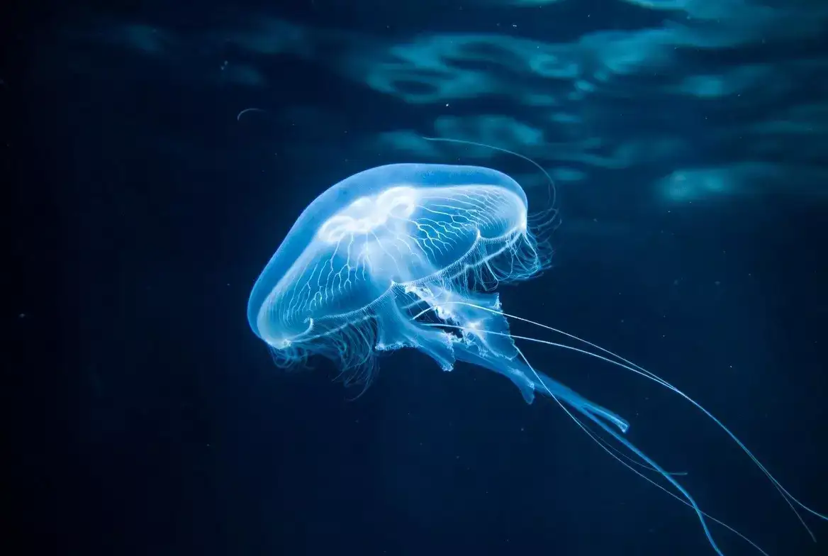 How Do Jellyfish Survive With No Brain? - The Economic Times