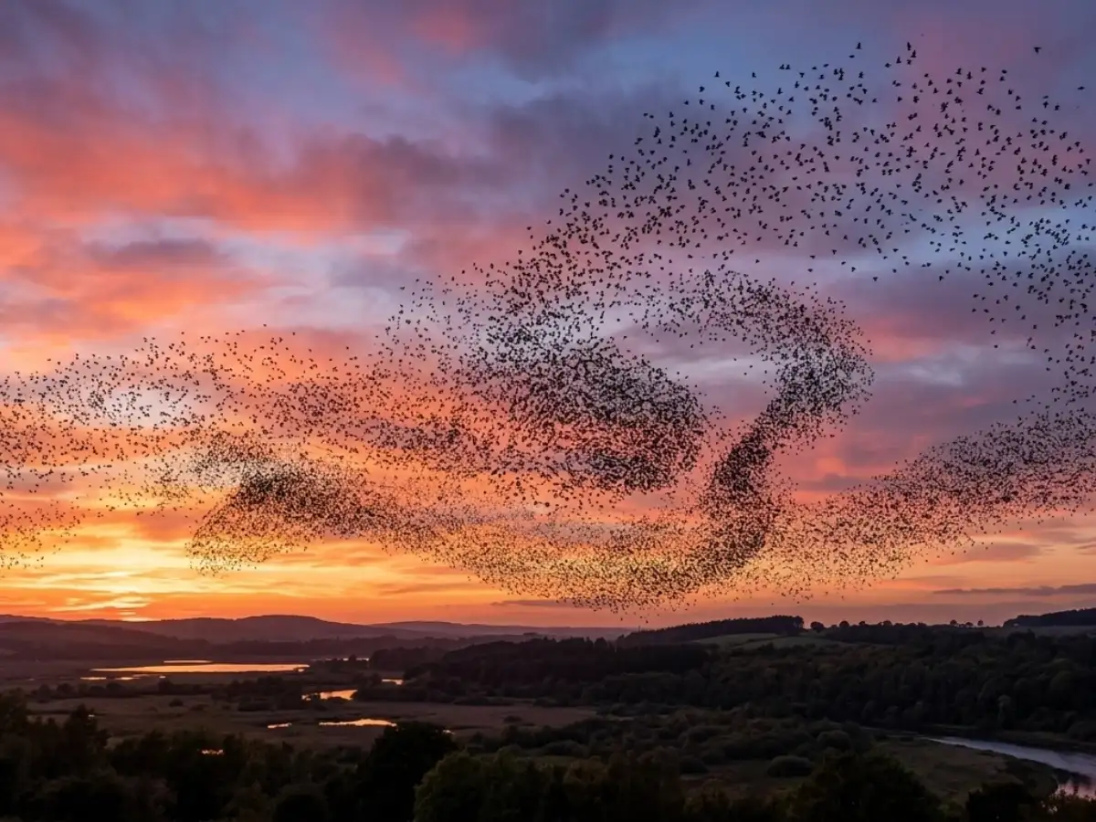 How Thousands of Animals Work Together Without Anyone in Charge - The ...
