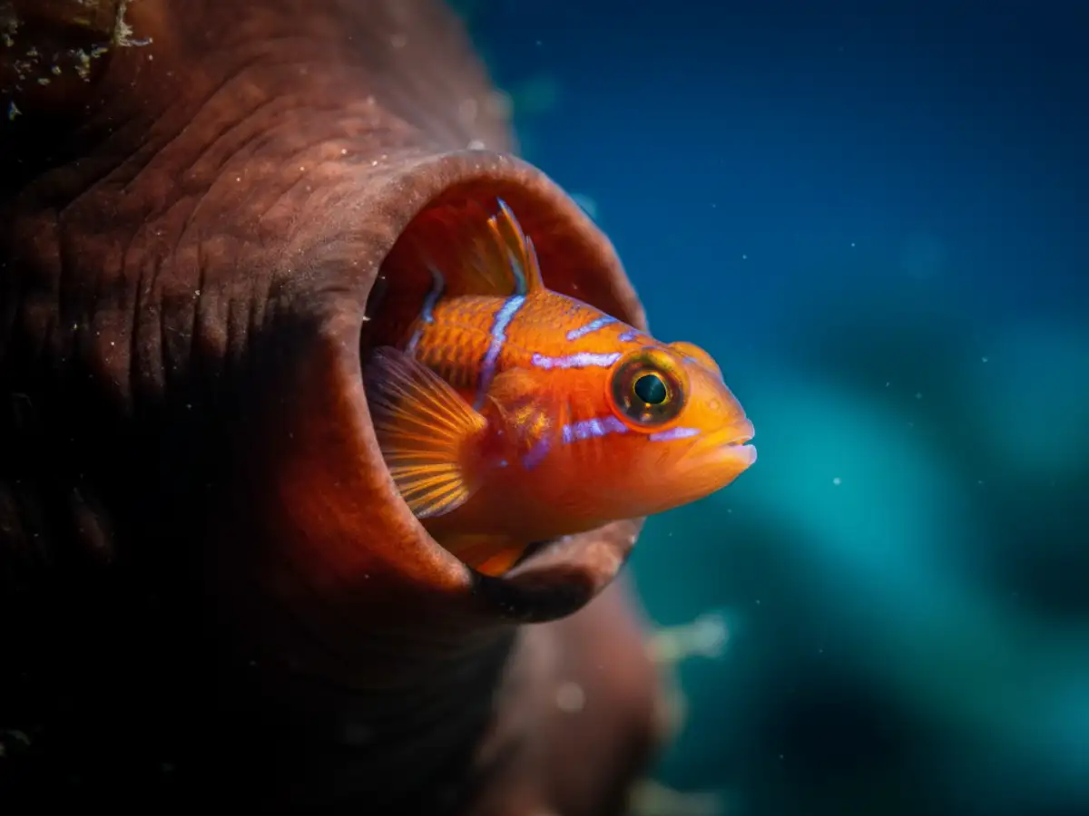 Some Fish Hide Inside Sea Cucumbers: Scientists Say the Reason Is ...