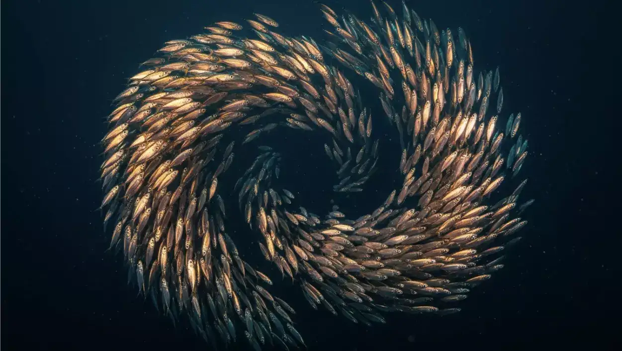 Scientists Finally Explain Why Fish Break Formation Mid-Swim - The ...