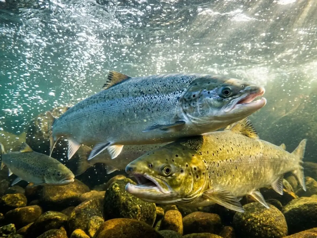 Cocaine pollution in rivers and lakes may disrupt behaviour of salmon ...