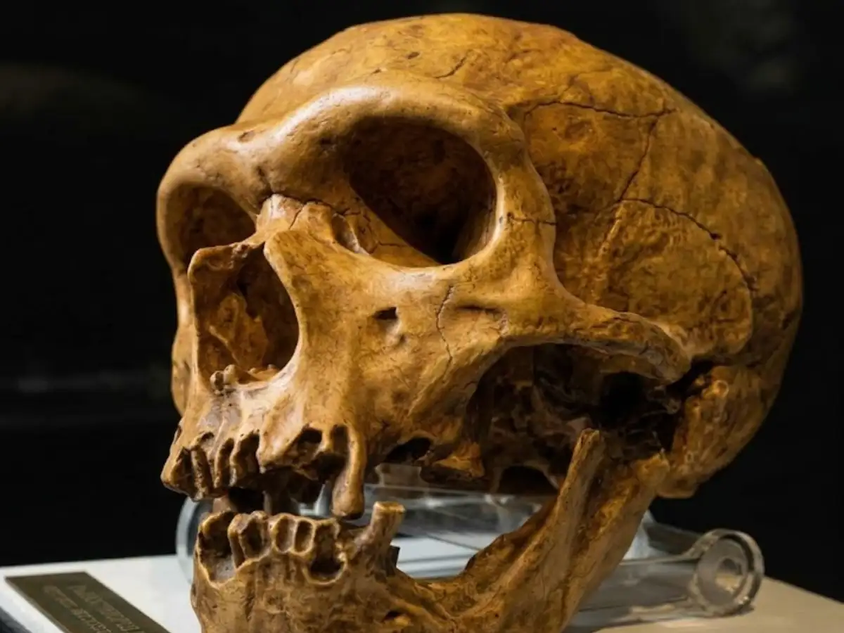 What the X chromosome revealed about Neanderthals and early humans ...