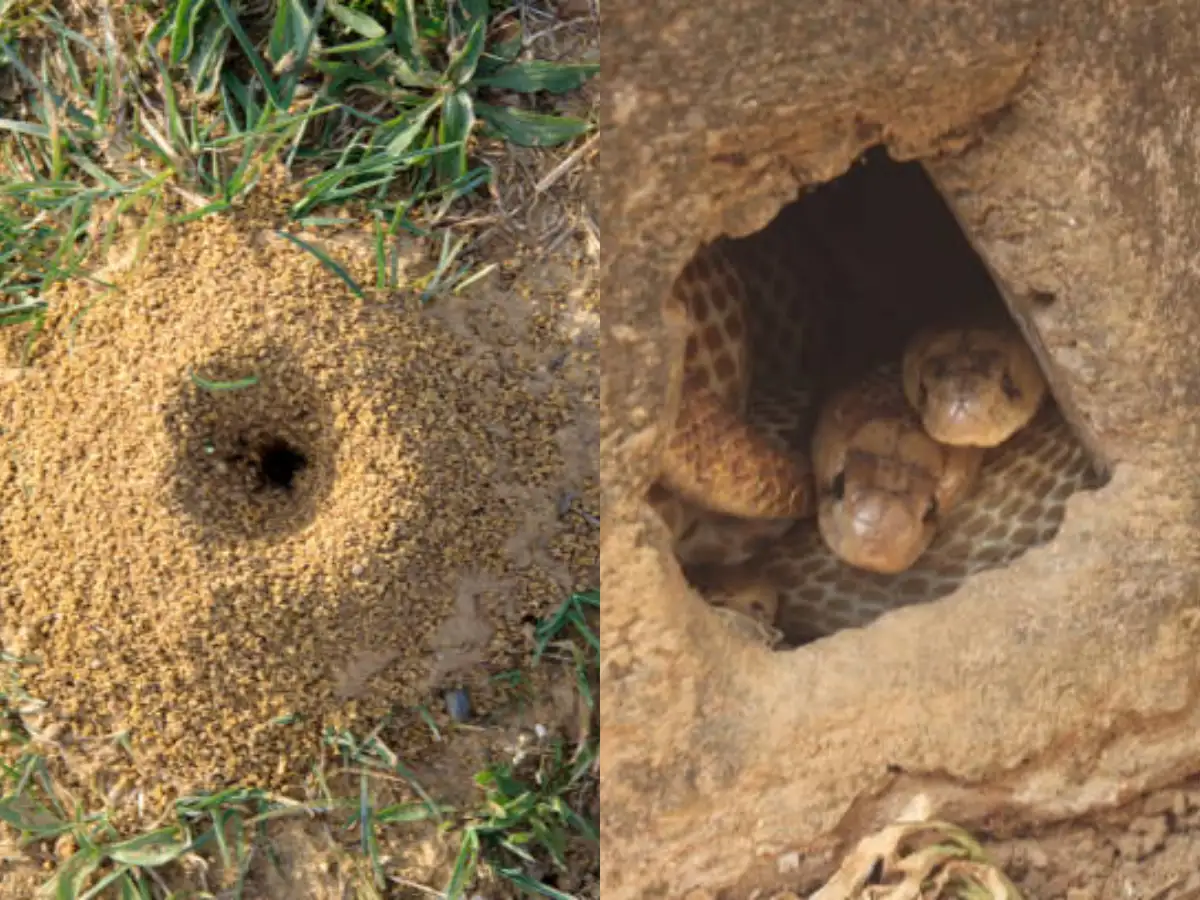 Ant hill or snake hole? The edge pattern that can reveal what moved ...