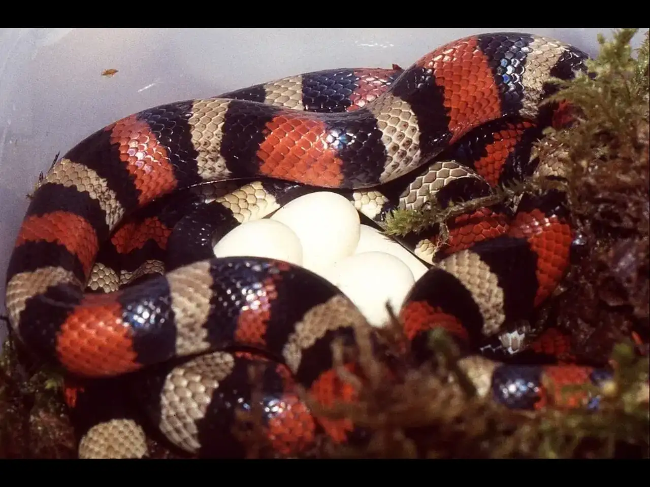 How to identify snake eggs in your garden - The Economic Times