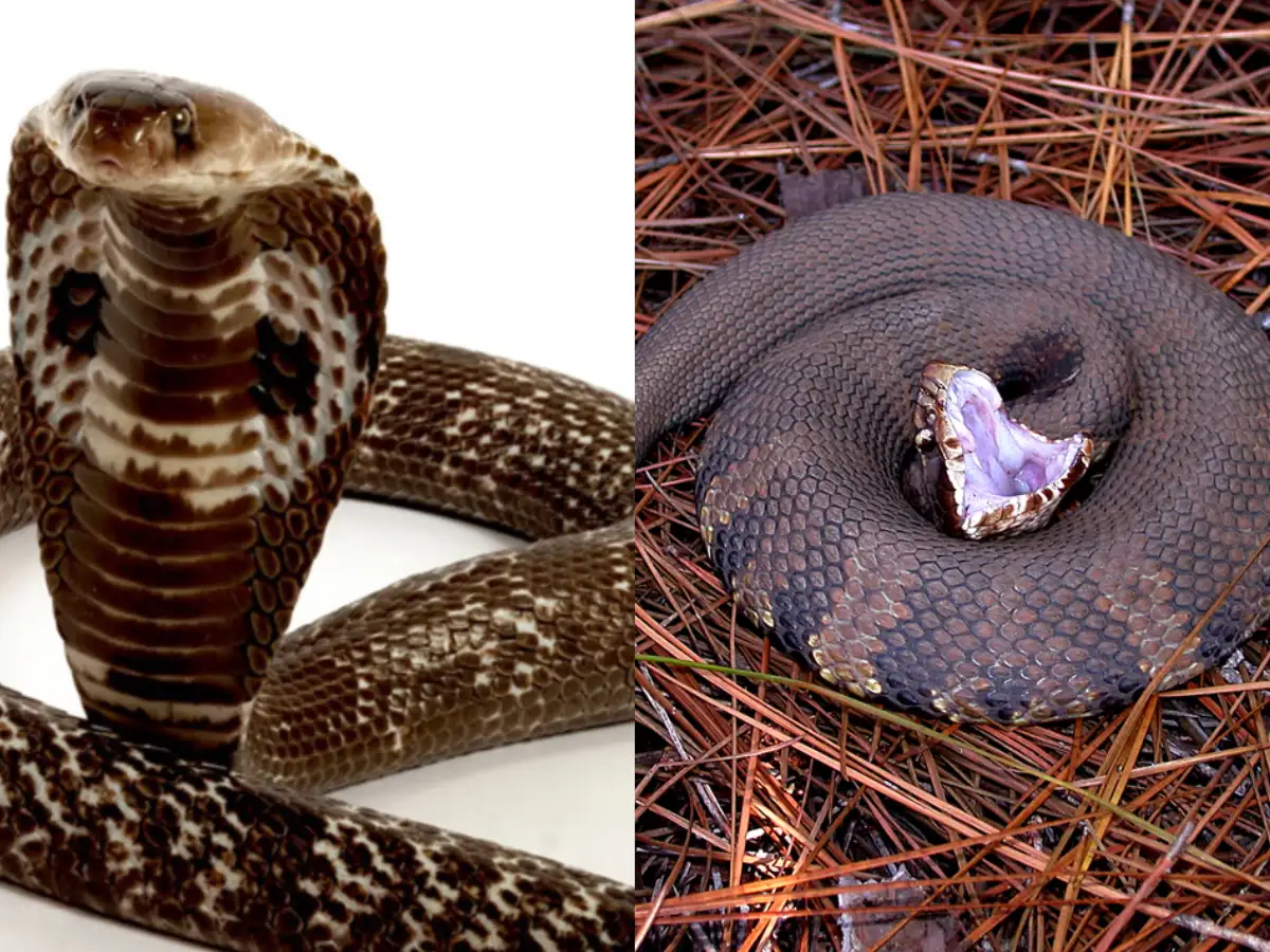 Cobra vs Cottonmouth: Why these two snakes are dangerous in completely ...
