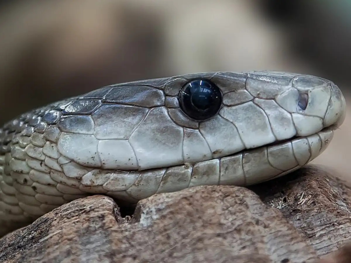 Why the Black Mamba’s speed became one of Africa’s most feared wildlife ...