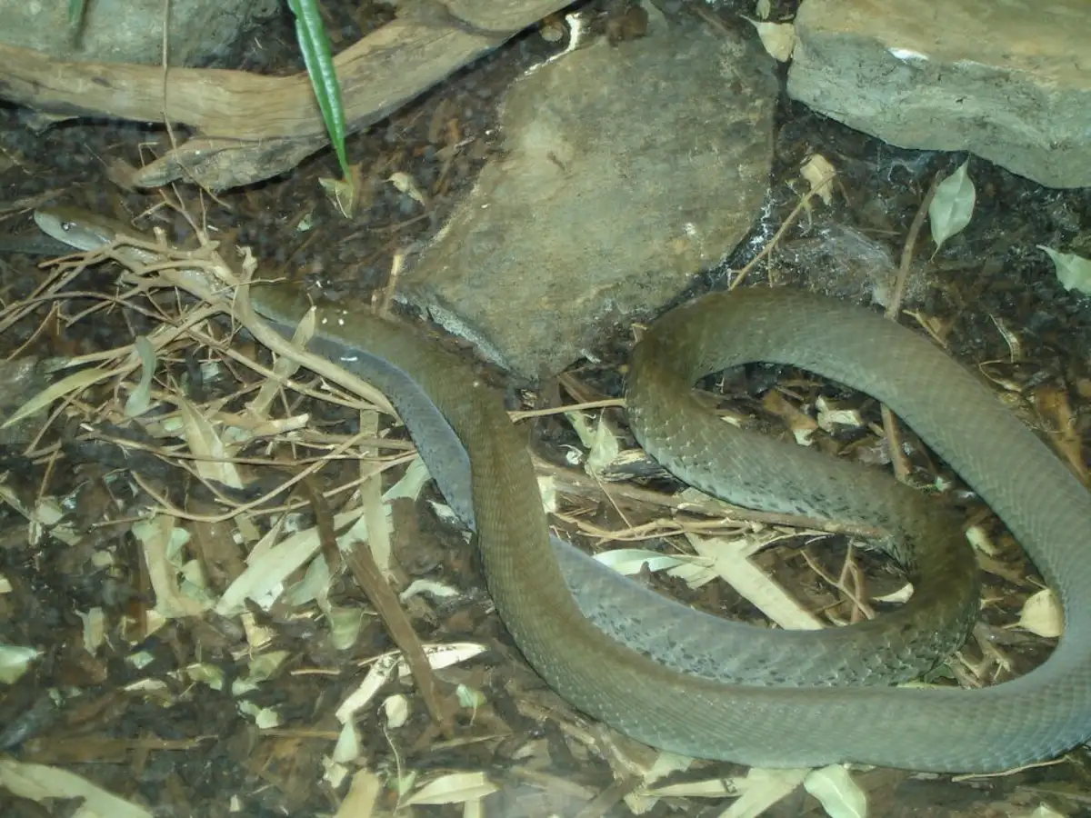 Why the Black Mamba’s speed became one of Africa’s most feared wildlife ...