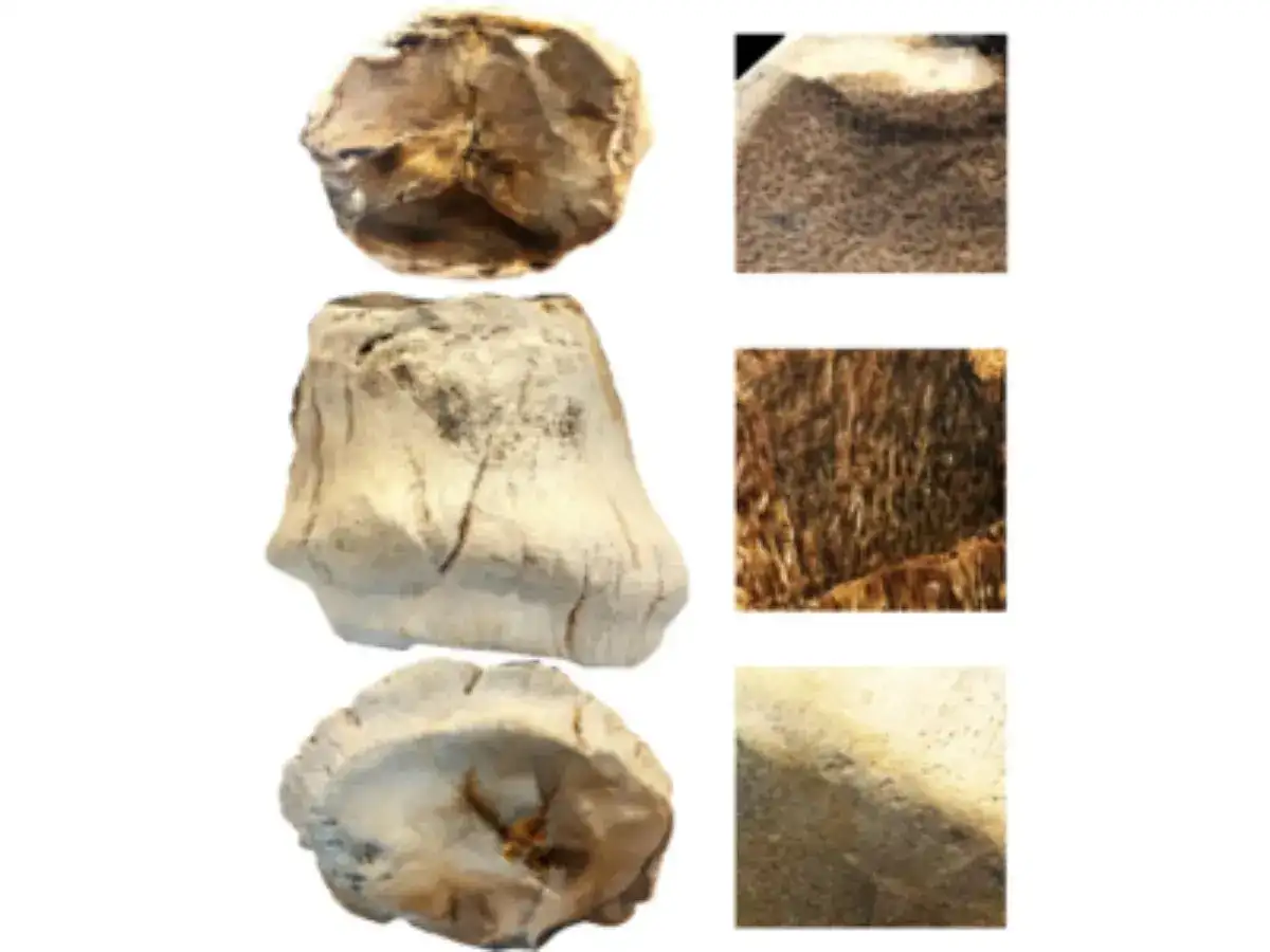 In 2014, a 5-year-old’s innocent fossil hunt led to the discovery of a ...