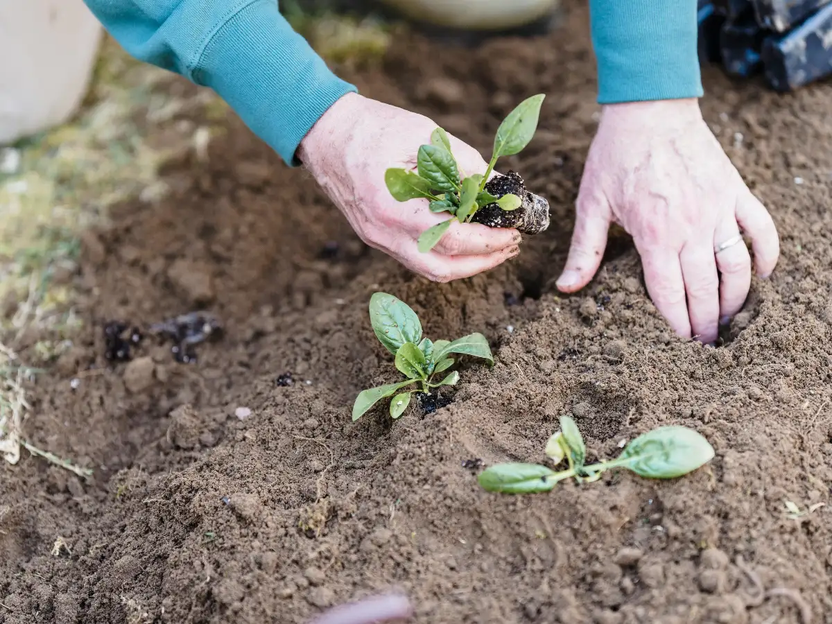 Psychology says older adults who garden almost every day aren’t just ...