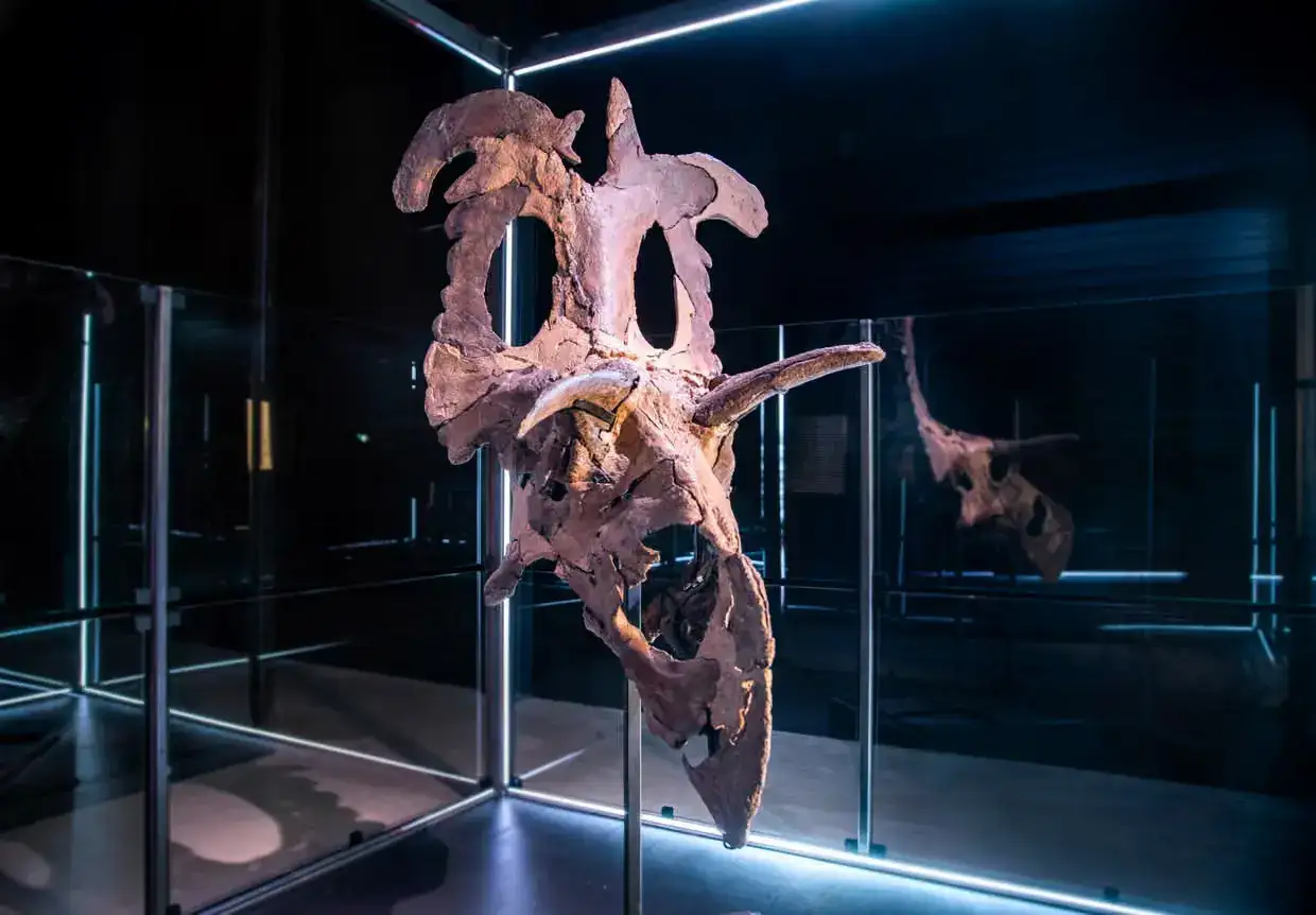 In 2024, a horned dinosaur skull with an extraordinary crown was found ...
