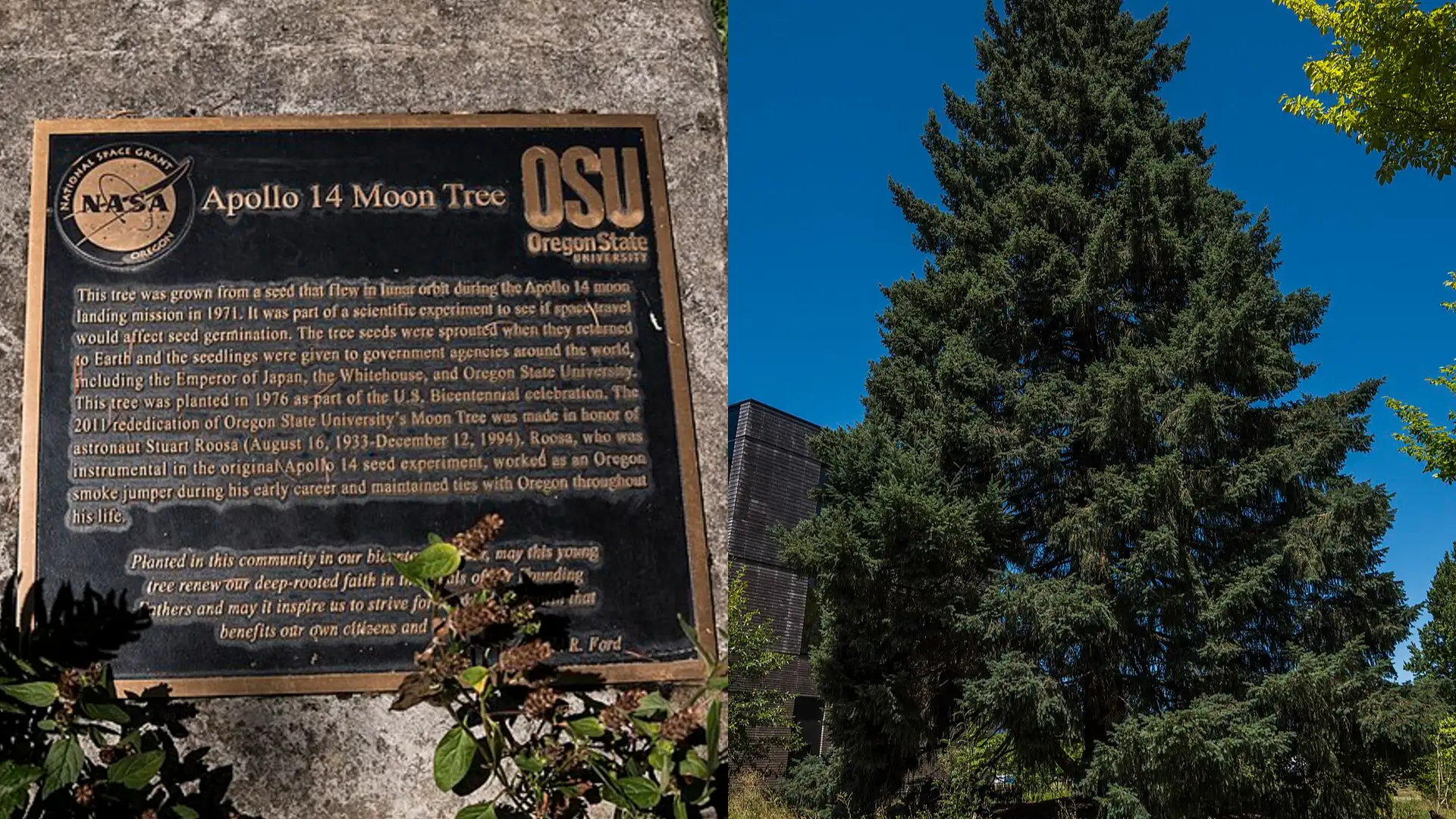 In 1971, an Apollo 14 astronaut carried hundreds of tree seeds around ...