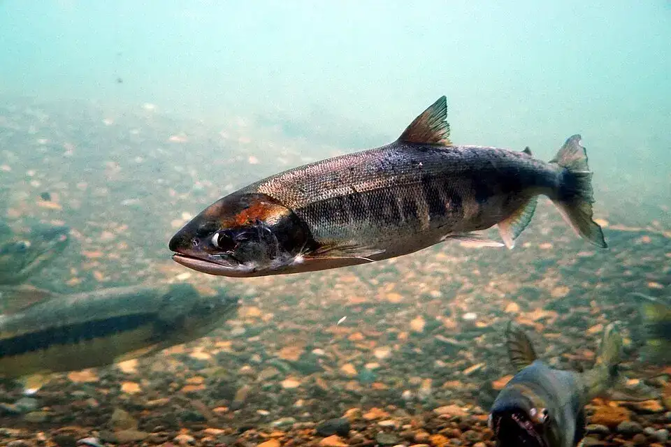 In 1979, old salmon cans were stored in an Alaskan cannery, and decades ...