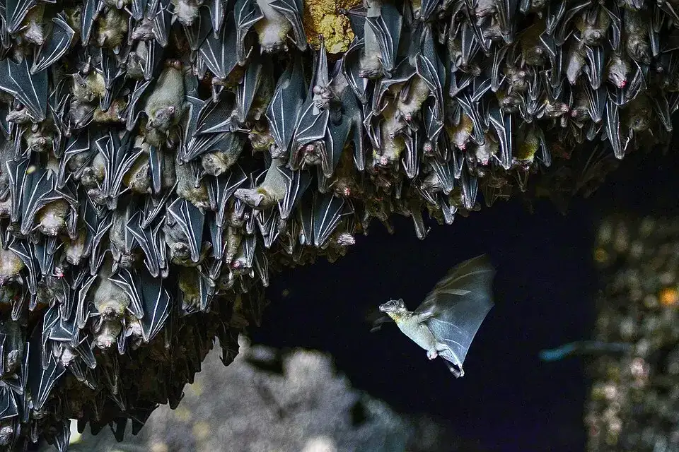 Over 1,500 bat species carry thousands of deadly viruses but rarely get ...