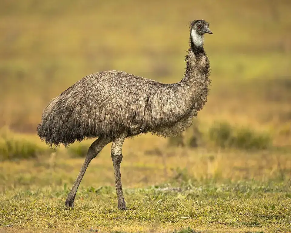 Crashes with kangaroos and other wildlife are rising across Australia ...