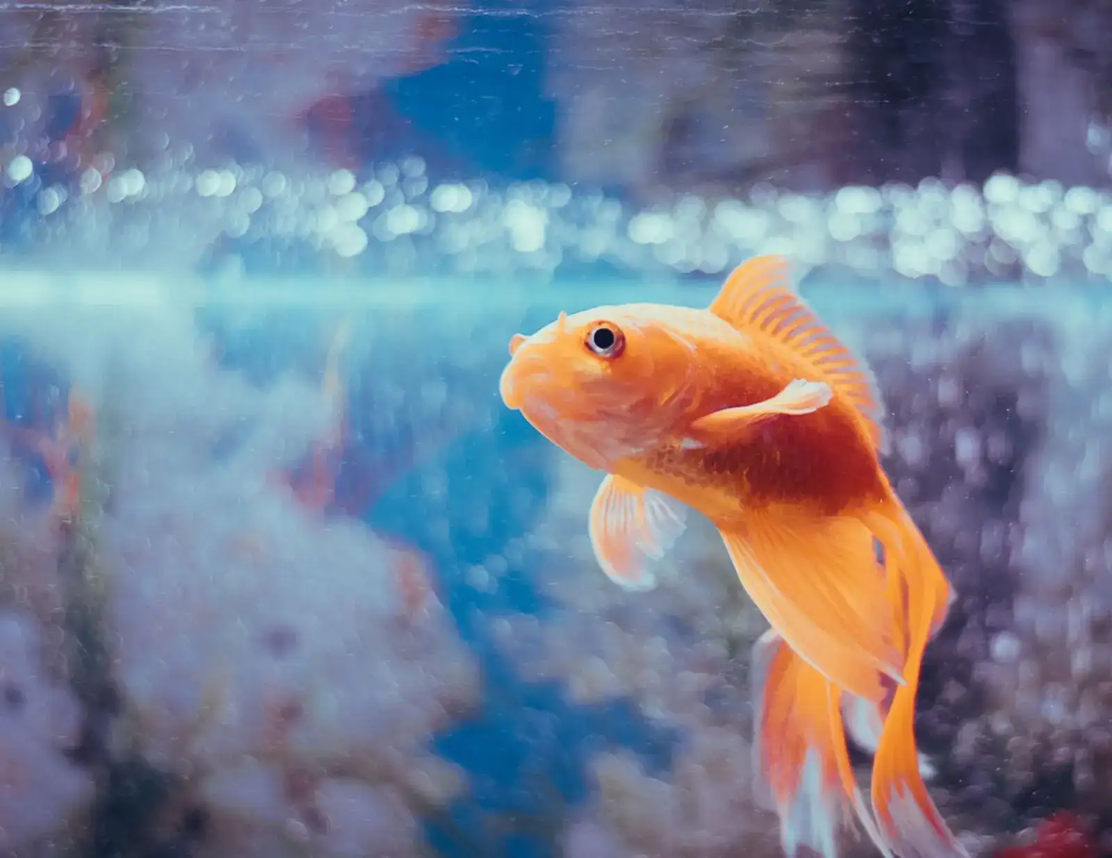 From pet to pest: A 2026 experiment reveals that releasing goldfish ...
