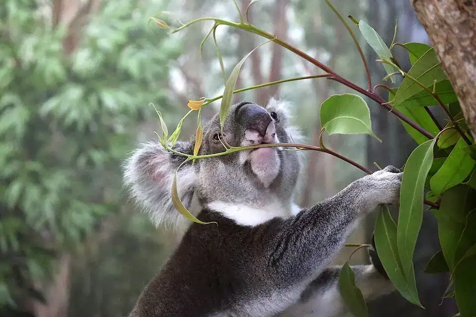 18 koalas moved to Kangaroo Island in the 1920s; a century on, 27,000 ...