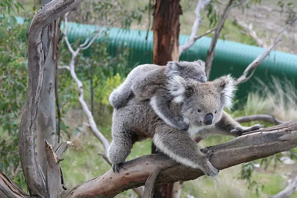 18 koalas moved to Kangaroo Island in the 1920s; a century on, 27,000 ...