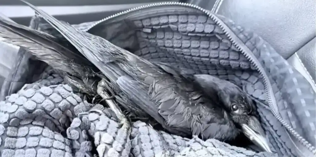 Woman who rescued injured crow keeps getting 'thank-you gifts' from ...