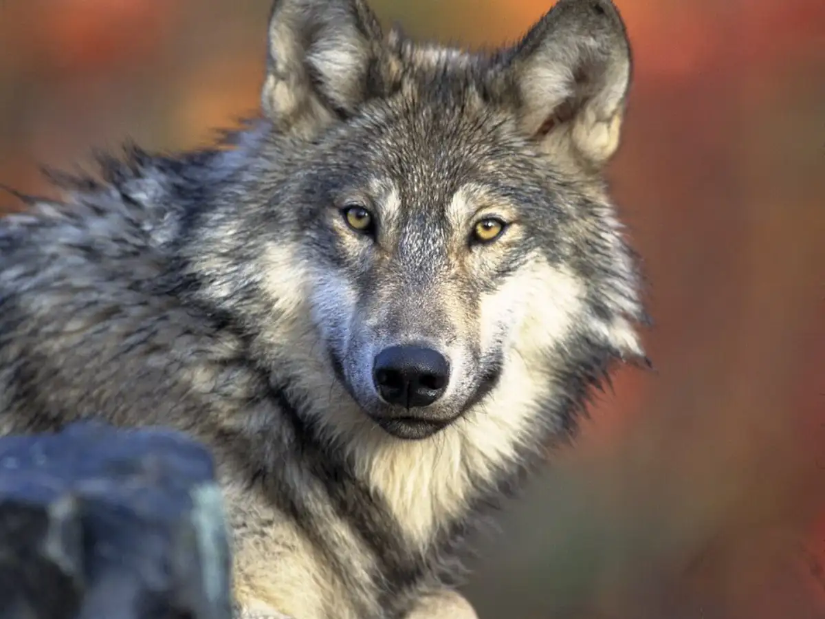 A GPS-tracked wolf did something stunning in Switzerland: It swam into ...
