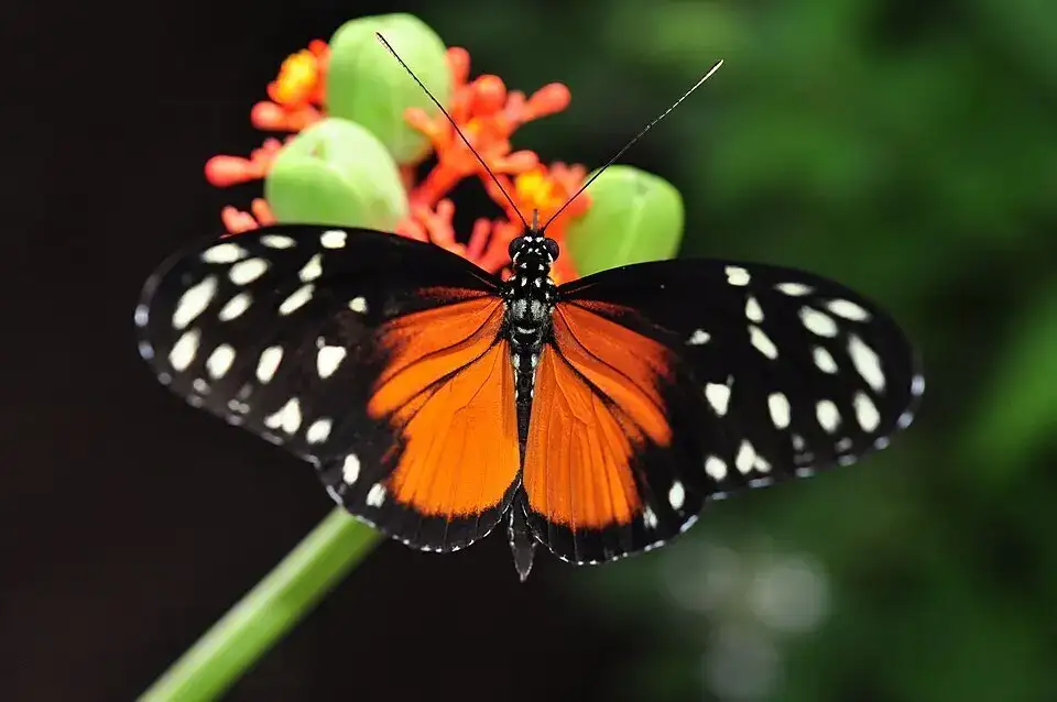 Scientists found a tropical butterfly that appears to slow its own ...