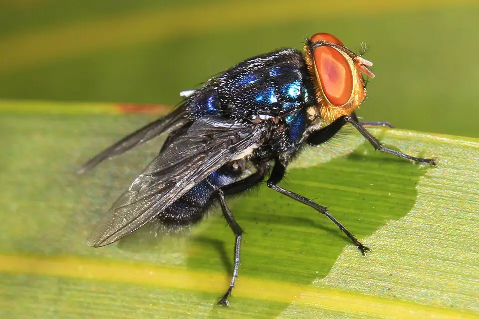 Scientists and ranchers are racing to stop a flesh-eating fly after 15 ...