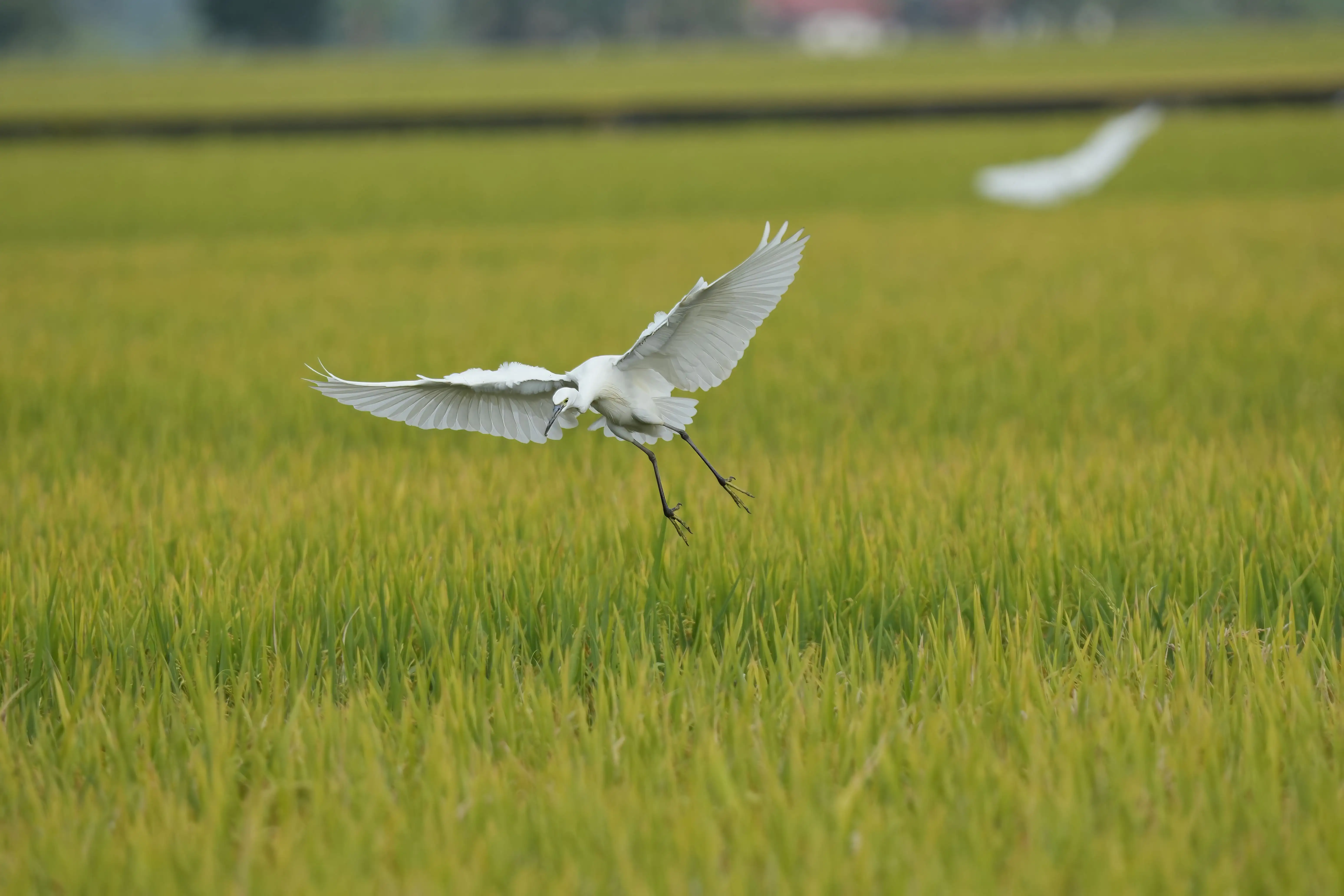 More trees do not always mean more birds, and a Japanese study found ...