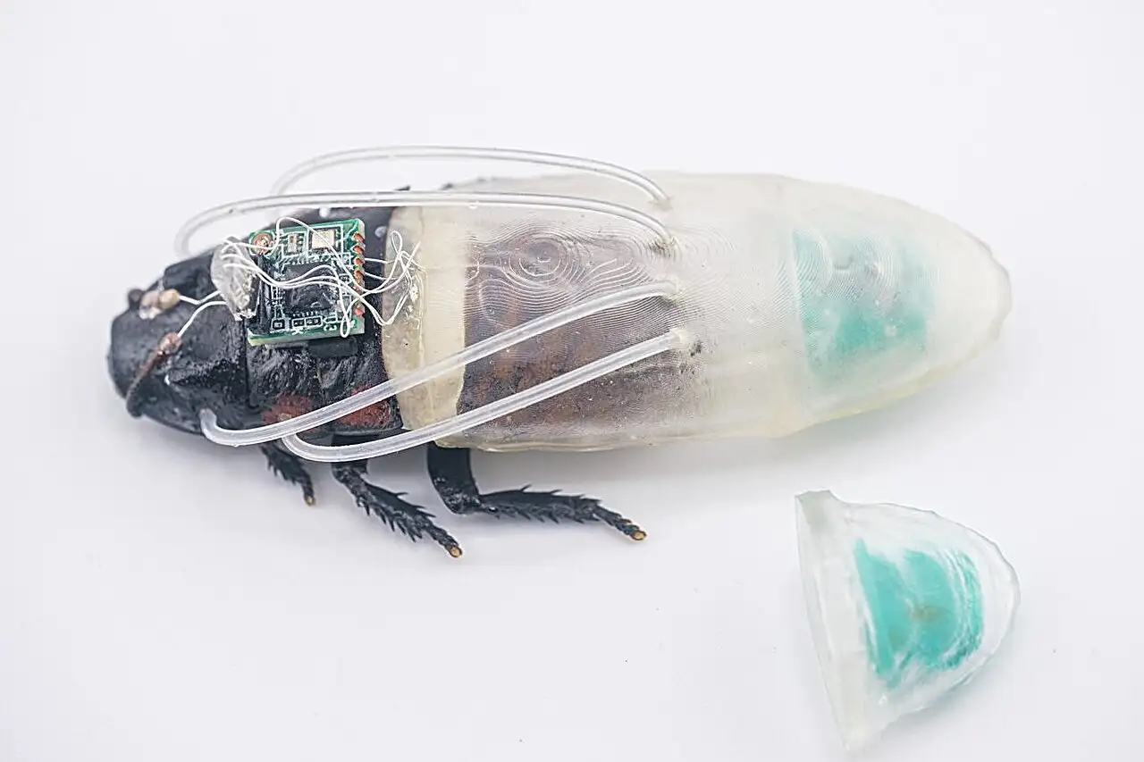 Scientists just gave remote-controlled cockroaches tiny underwater ...