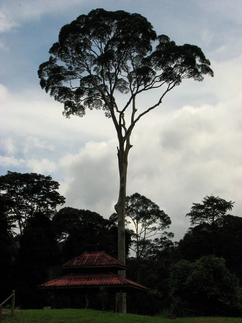 Malaysia's tallest rainforest trees keep pumping water to their highest ...