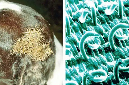 Velcro: 14 smart inventions inspired by nature - The Economic Times