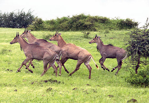 Plan a quick getaway to Gujarat's Hingolgadh Sanctuary or Rajasthan's ...