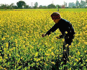 Camp near Mumbai's Shirota Lake or re-create your 'DDLJ' moment in the ...