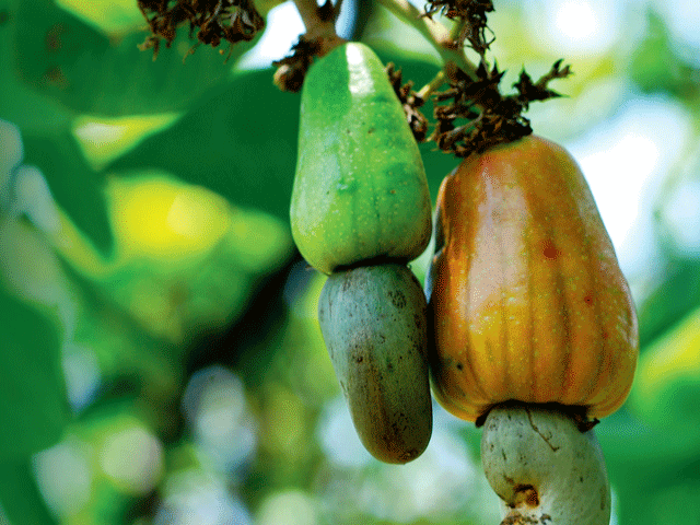 Cashew Trail: A 10-day annual festival in Goa, that helps rediscover ...