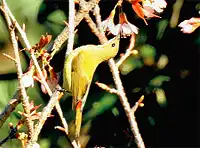 Birds of Kumaon: A trip to Pangot for the bird-lover in you - The ...