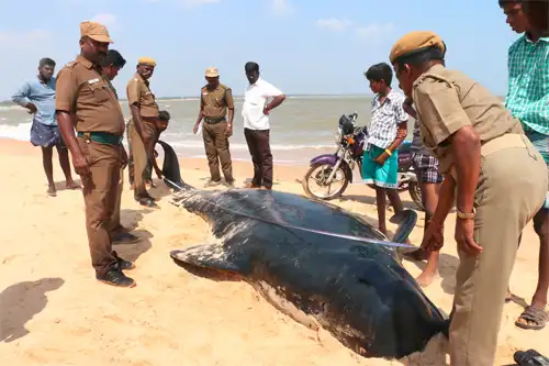 Carcasses of 30 baleen whales found washed ashore - The Economic Times
