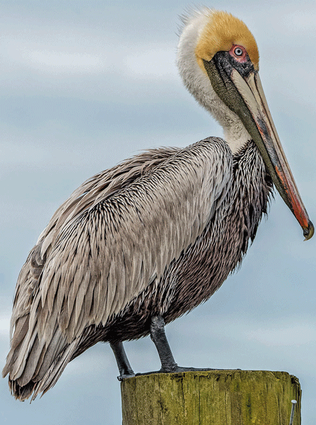 Surviving on the edge: Animals brought back from the brink of ...