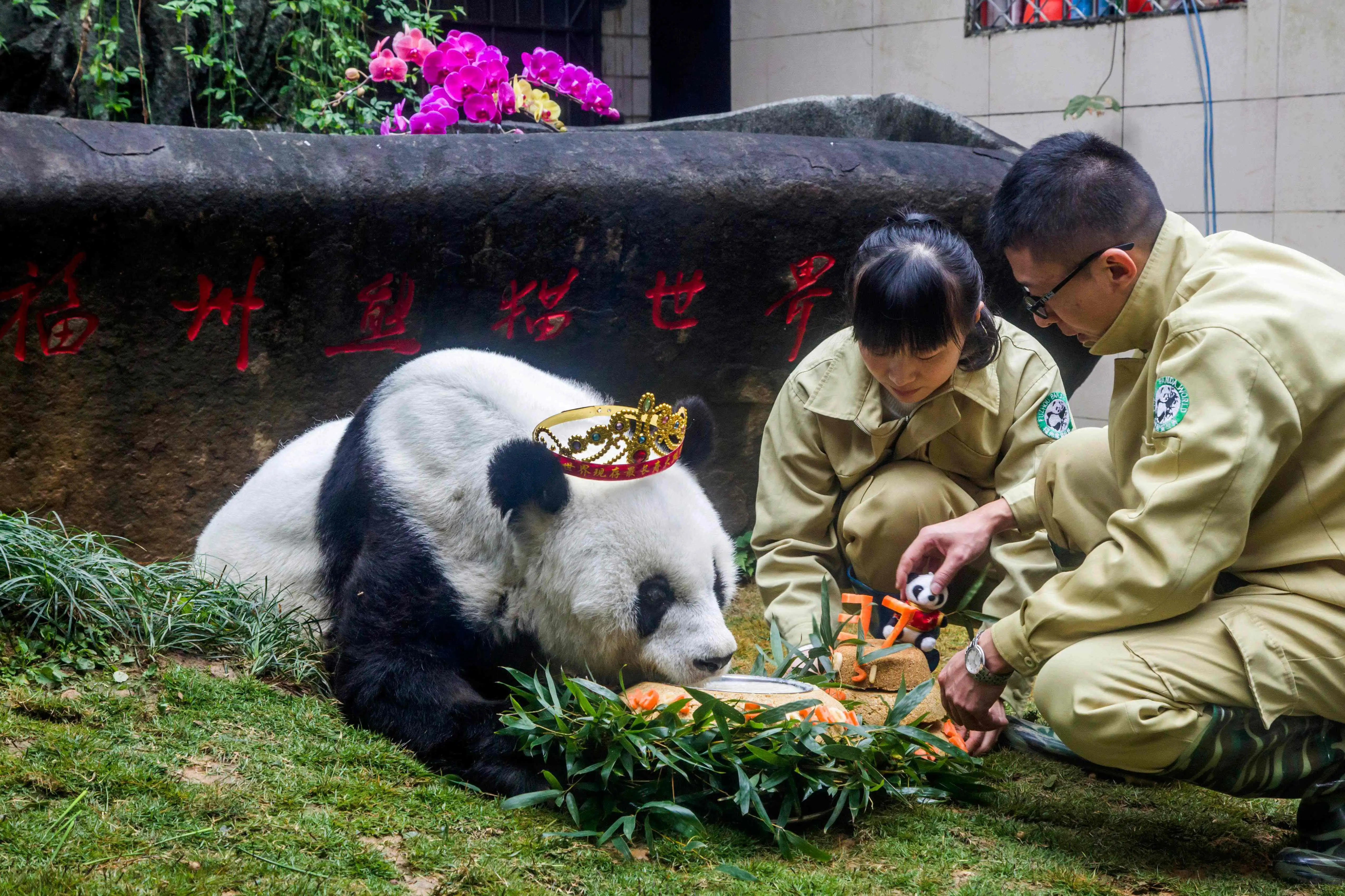 oldest panda: World's oldest living panda in captivity celebrates 37th ...