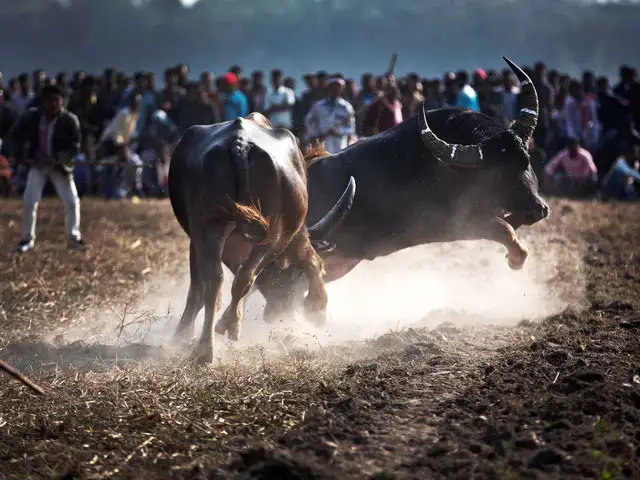 Assam: After Jallikatu, preparation on for buffalo fight in Assam - The ...