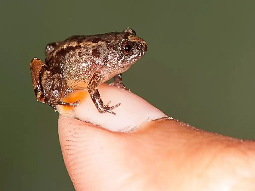 Indian scientists discover four new species of smallest known frogs ...