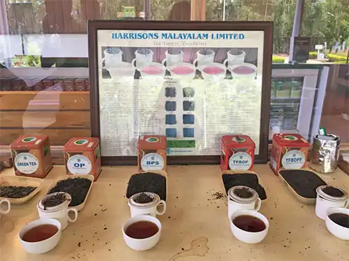 Munnar's tea heaven: From mild green tea to expensive white - The ...