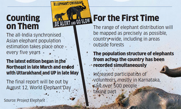 How the national elephant census went about the job of counting the ...
